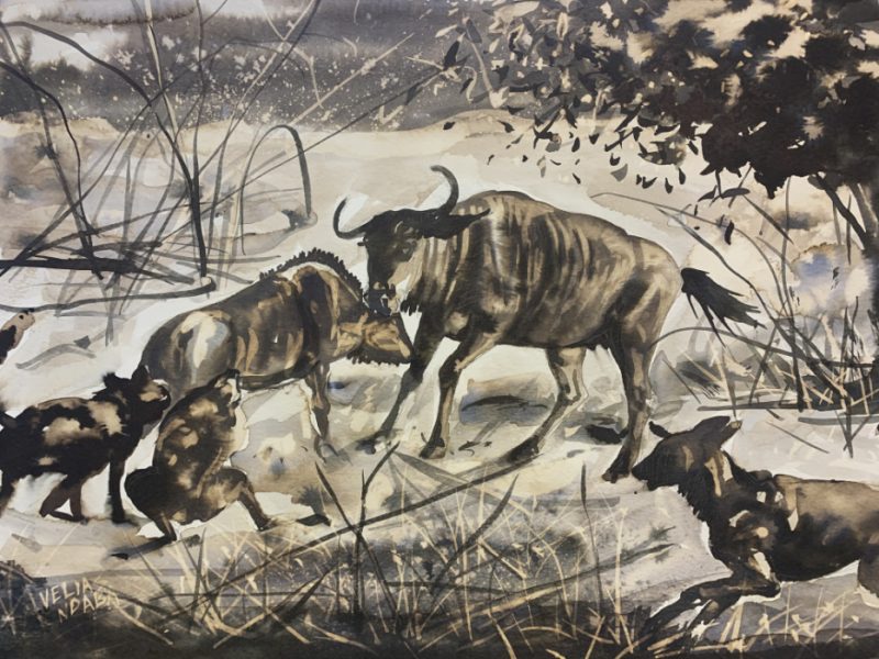 Wild dogs hunting - hintblue